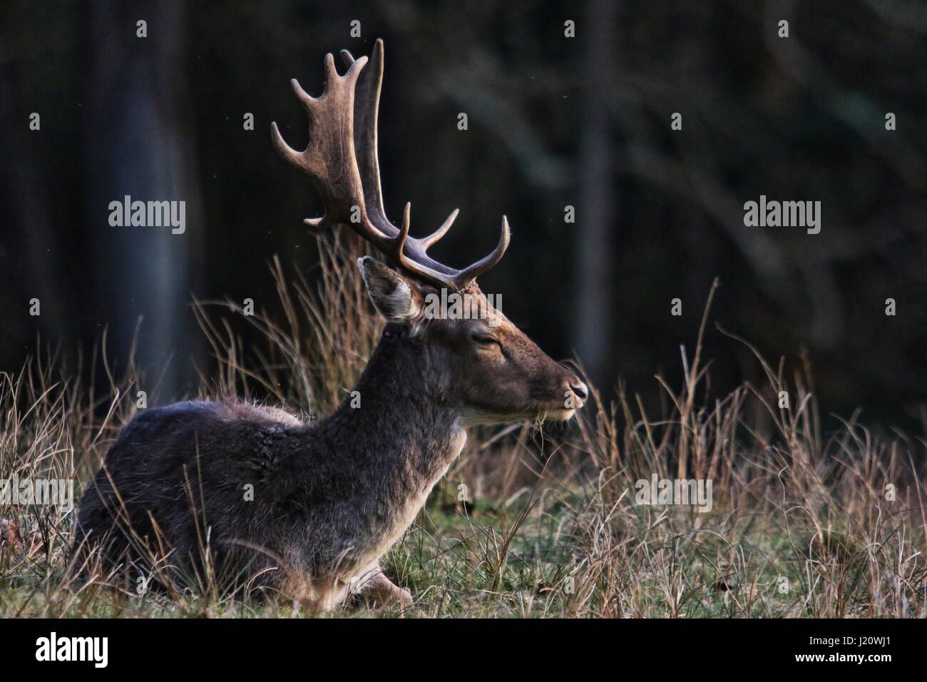 Fallow Deer Stag sitting in the evening sun in the New Forest Stock ...