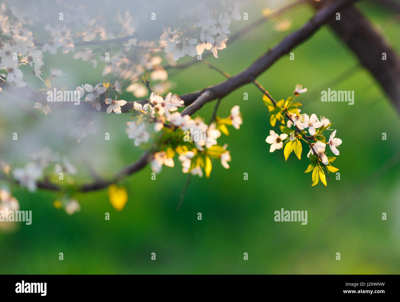 Cherry blossom sunset hi-res stock photography and images - Alamy