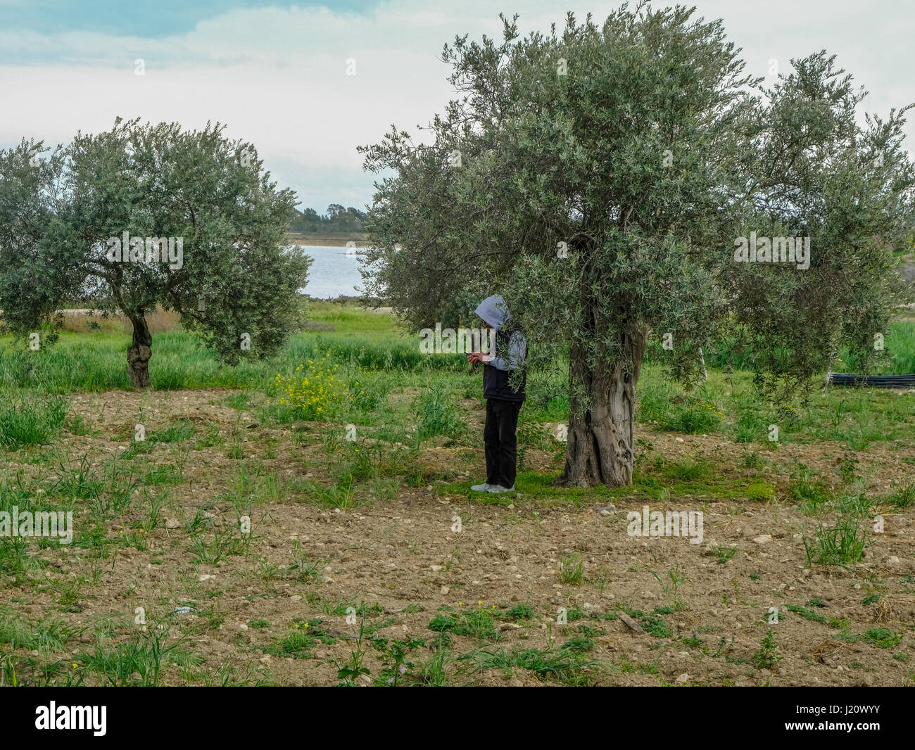 Man under an olive tree using his phone Stock Photo - Alamy