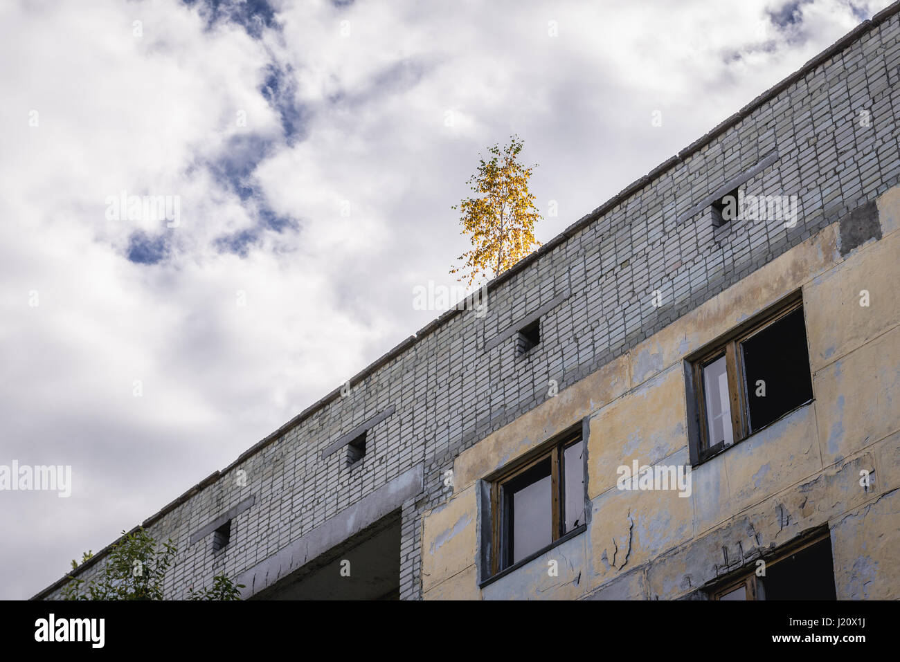 Birch tree on a hotel roof in Chernobyl-2 military base, Chernobyl ...