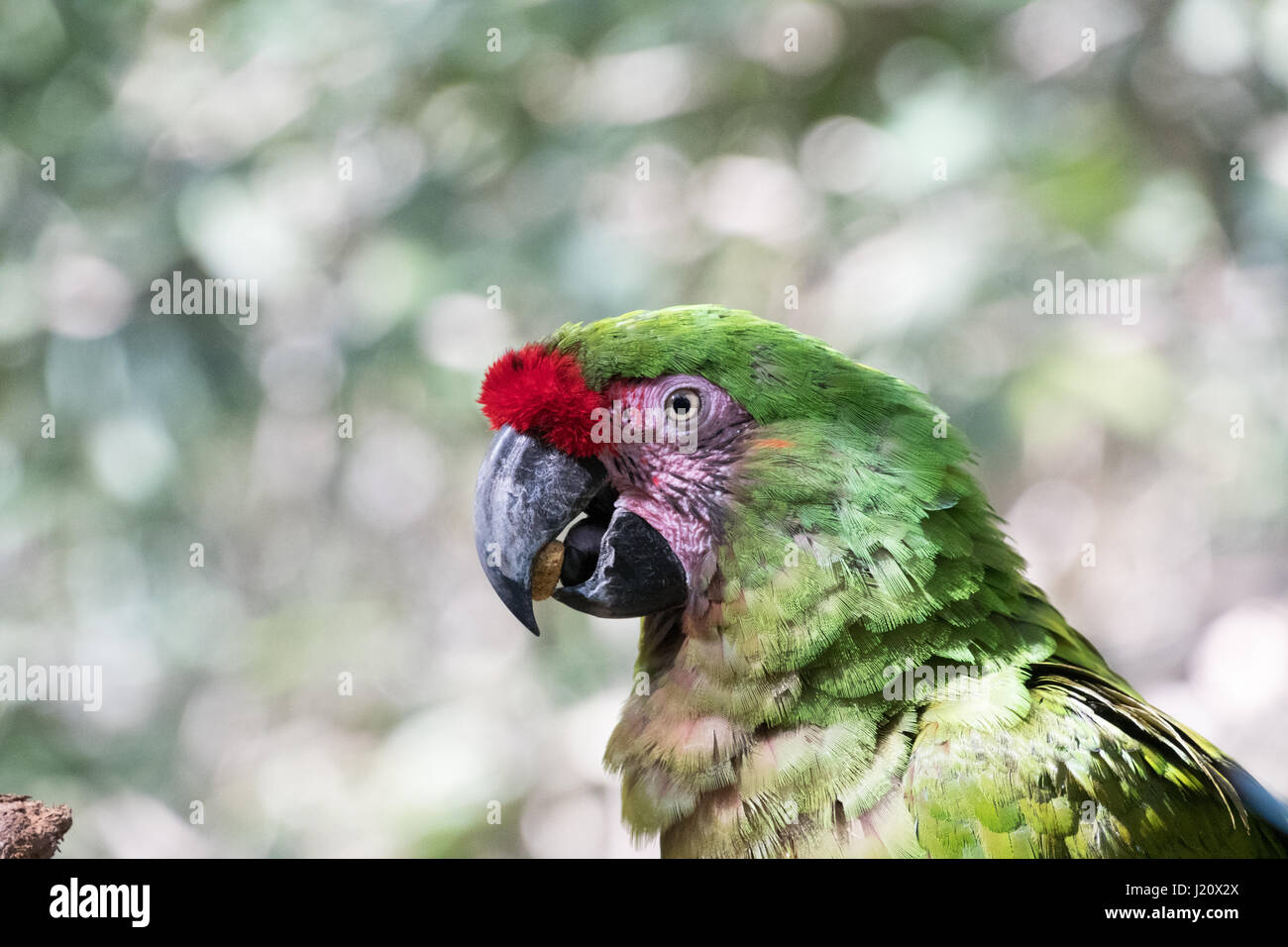 Buffons hi-res stock photography and images - Alamy