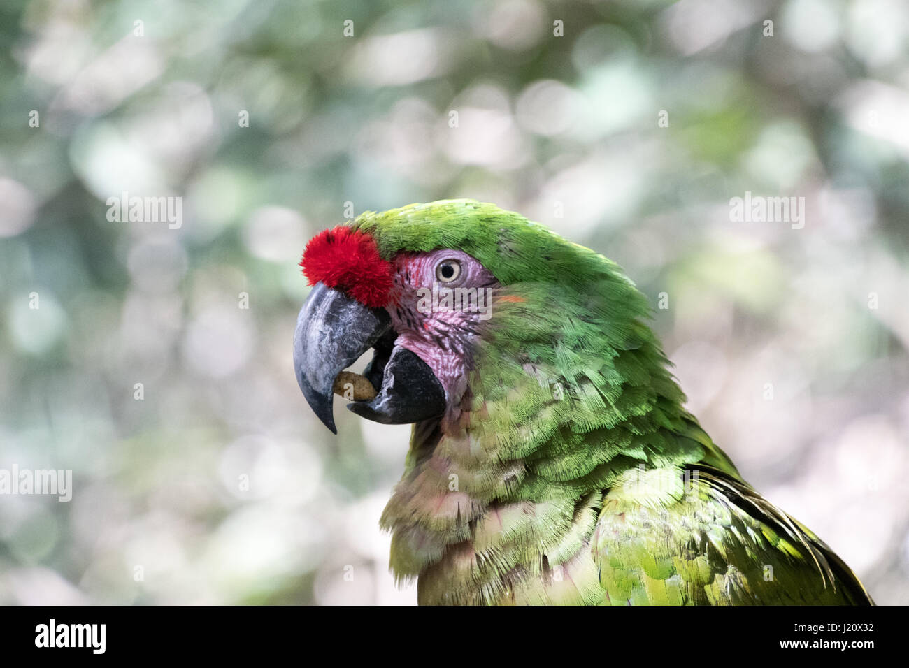 Green Macaw Smiling and Eating Stock Photo - Alamy