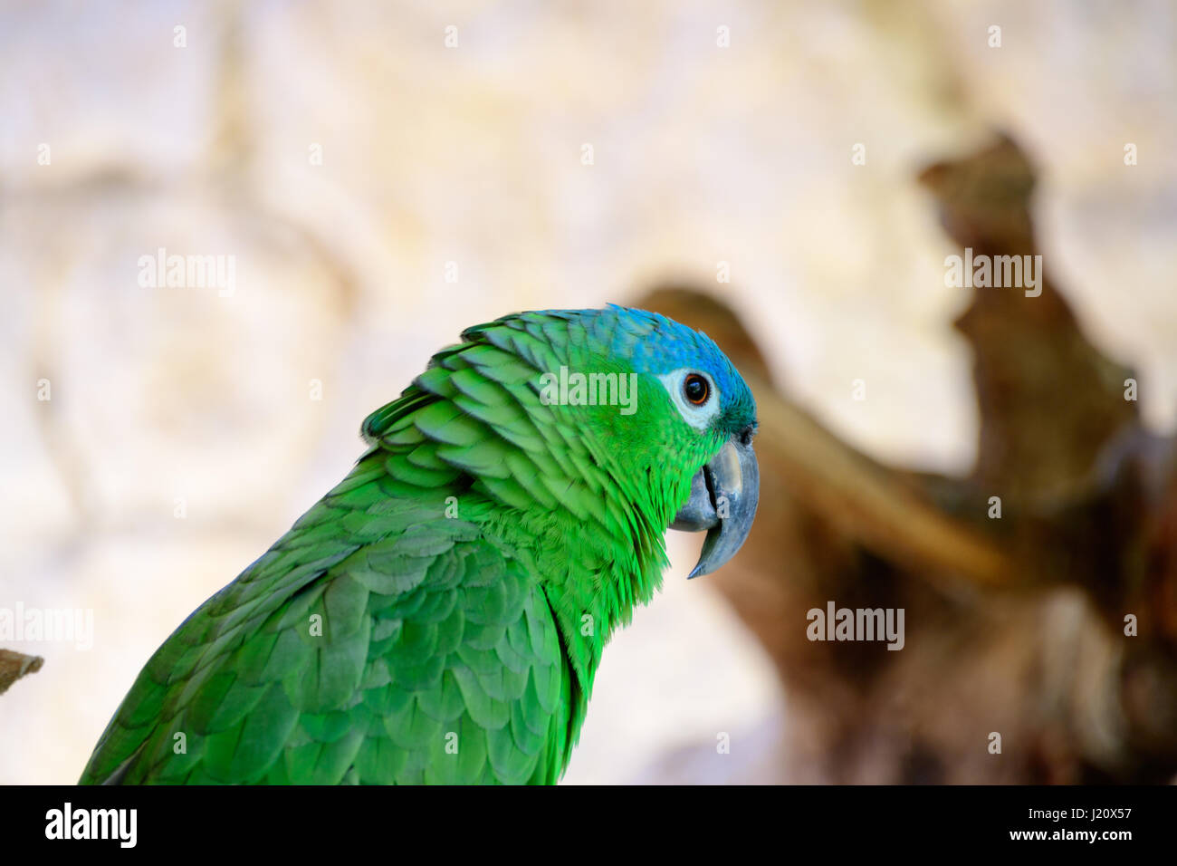 Blue Fronted Amazon Parrot Posing Stock Photo - Alamy