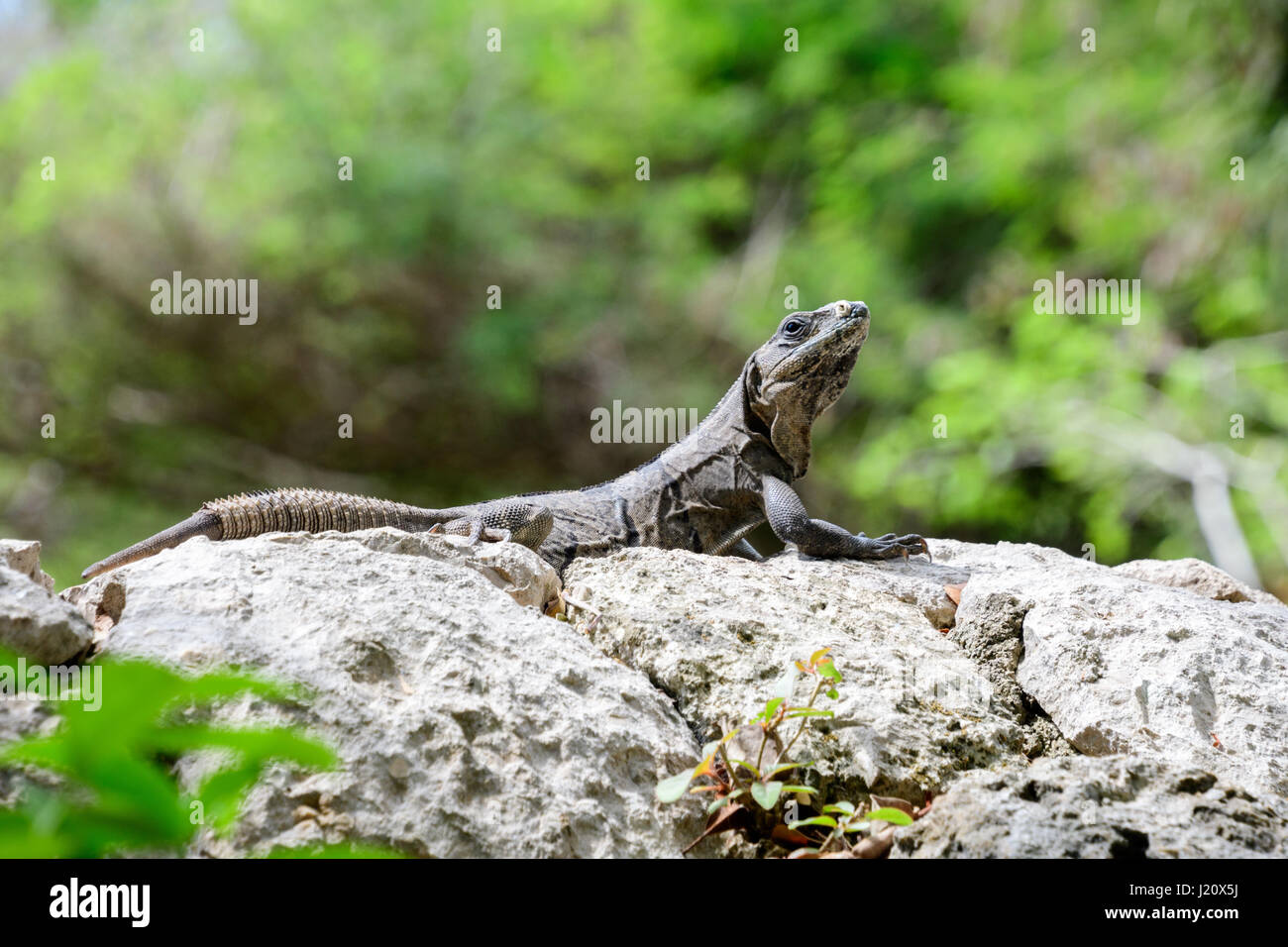 Lizard Sunning Himself on a Rock Stock Photo - Alamy