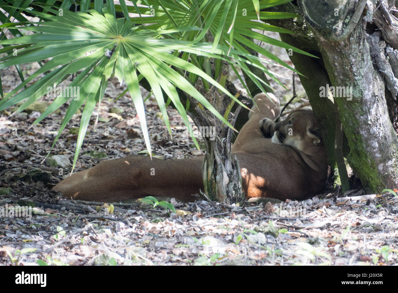 Puma lying under a shade tree Stock Photo - Alamy