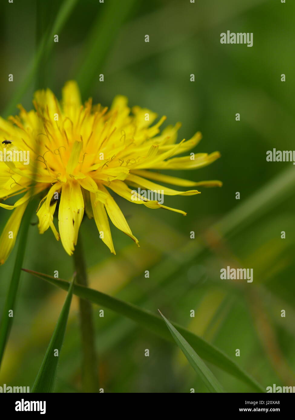Dandelion in profile against soft focus bg Stock Photo - Alamy