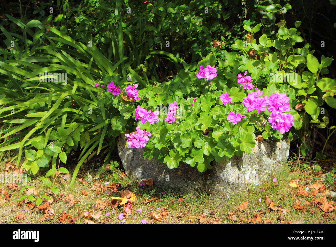 Stone trough with geranium Stock Photo - Alamy