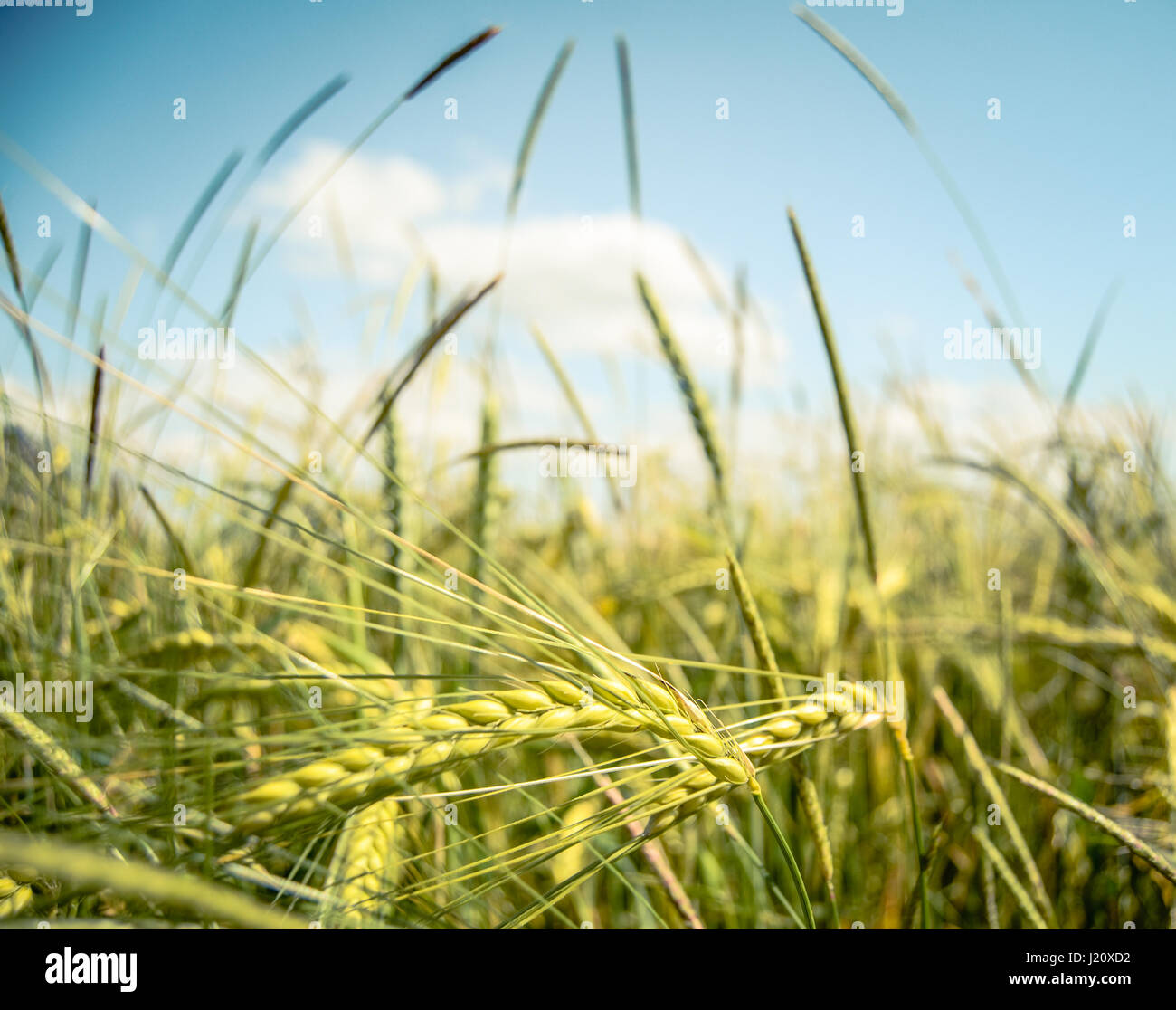 Retro wheat ears hi-res stock photography and images - Alamy