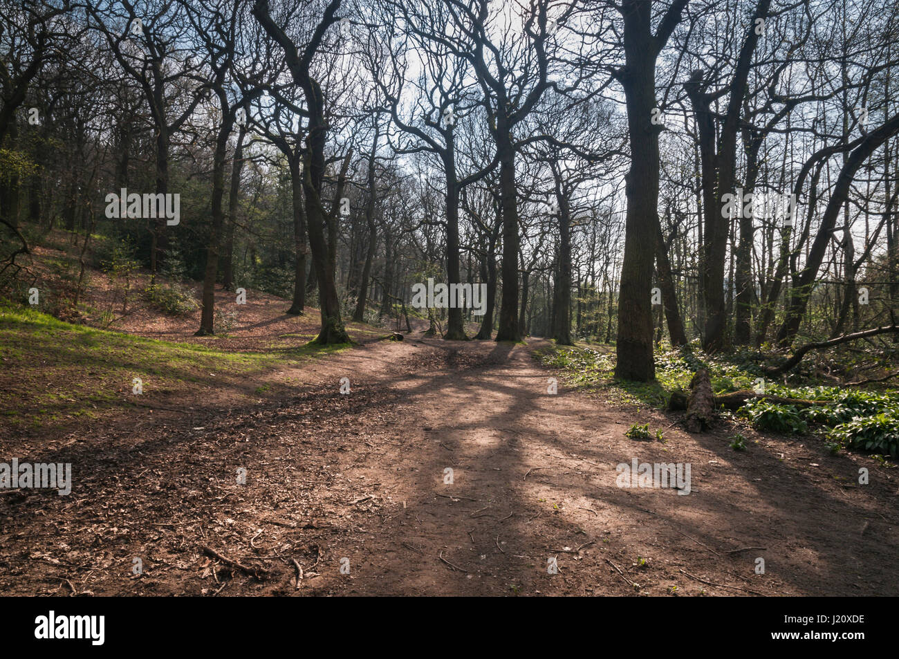 Semi natural ancient woodland hi-res stock photography and images - Alamy