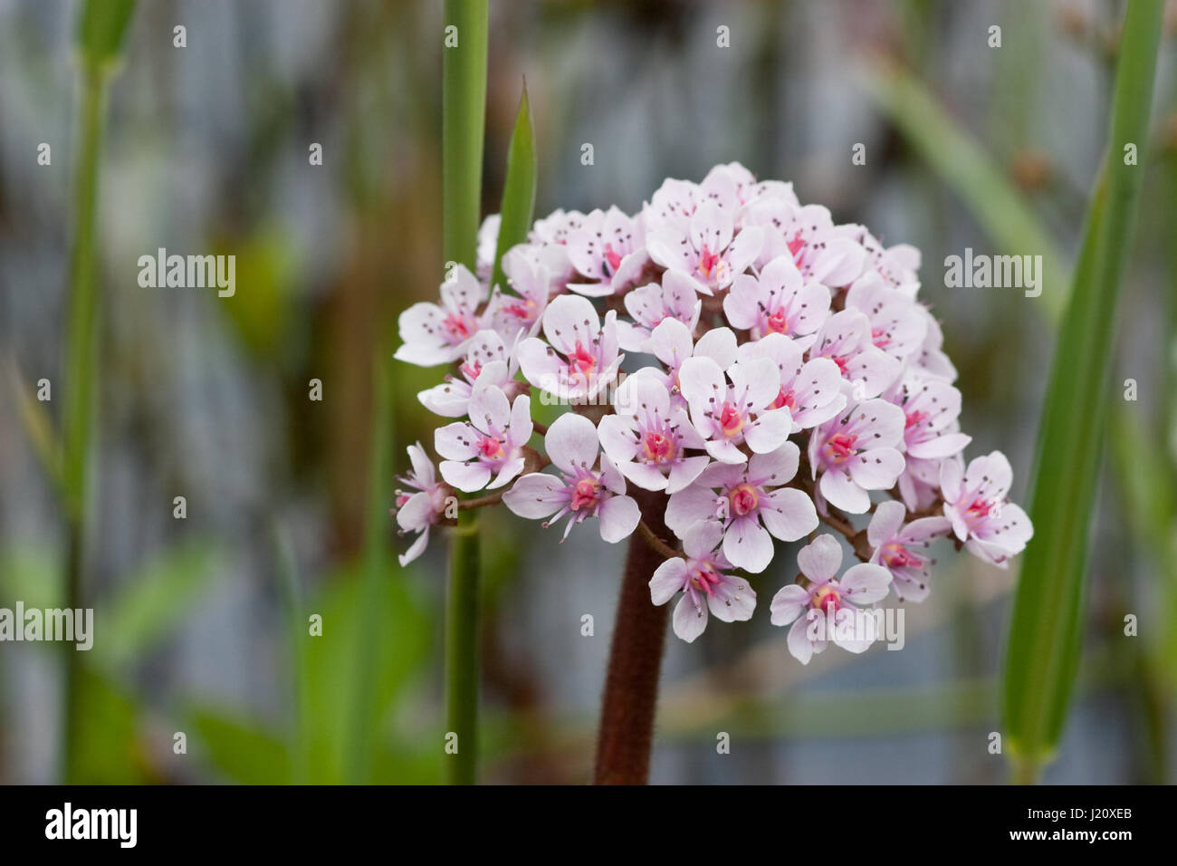 Peltiphyllum Stock Photos & Peltiphyllum Stock Images - Alamy