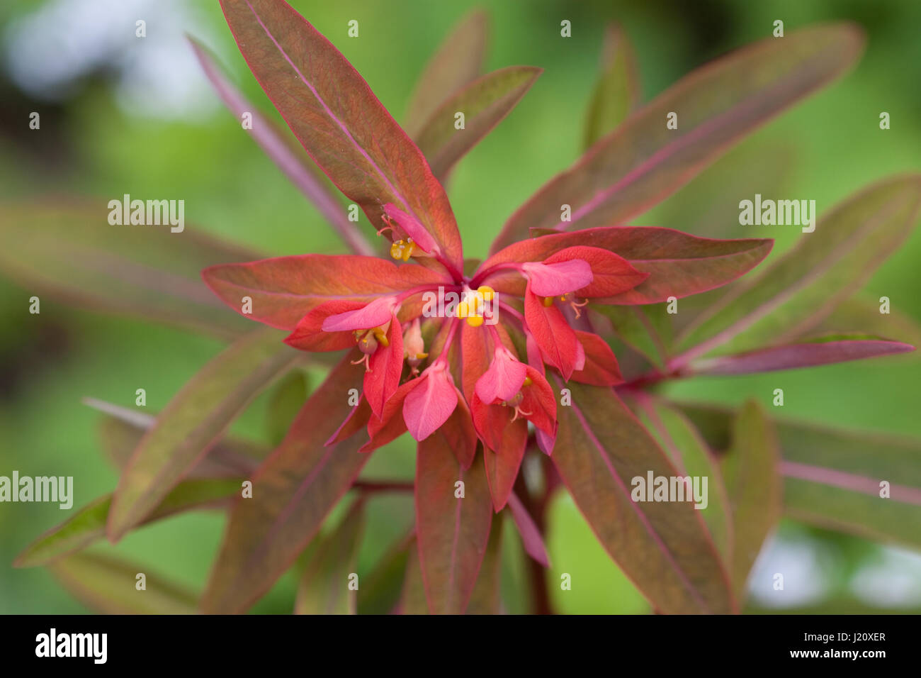 Euphorbia Griffithii Fireglow Spurge Orange Perennial High Resolution ...