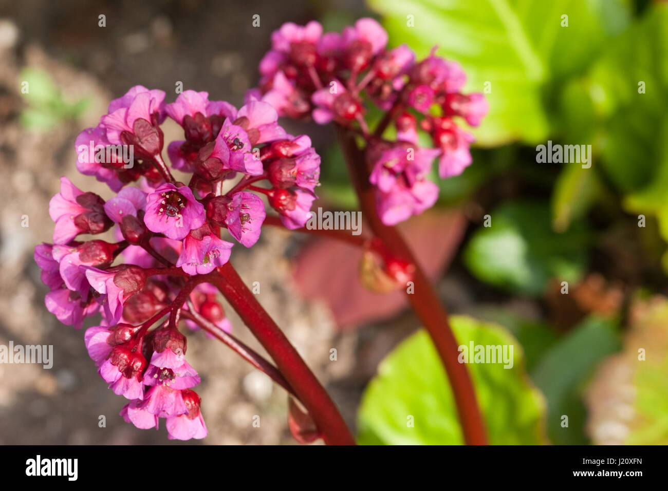 Bergenia uk hi-res stock photography and images - Alamy