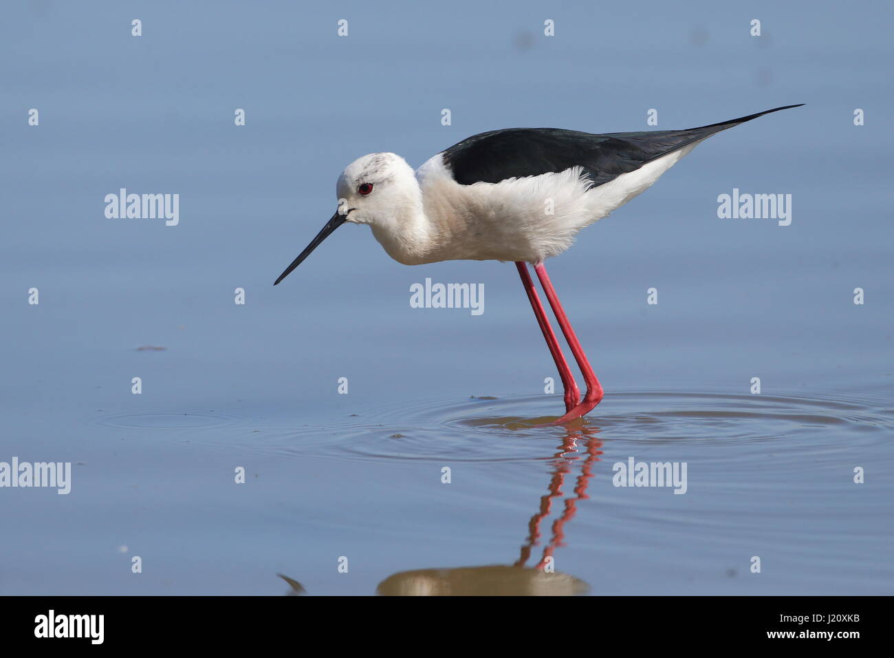 Adult Black winged Stilt Stock Photo - Alamy