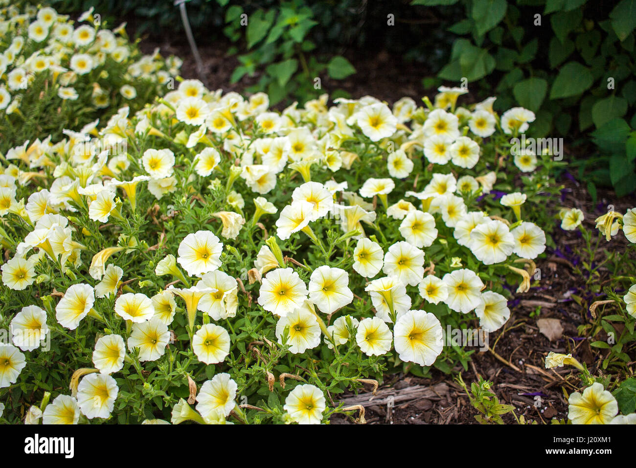 White and yellow petunias Stock Photo - Alamy