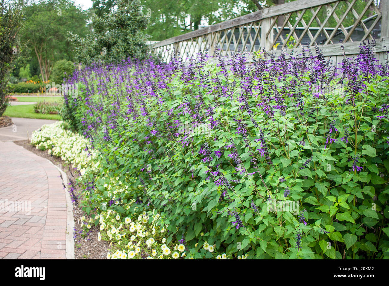 Row of purple flowers in a botanical gardens Stock Photo - Alamy