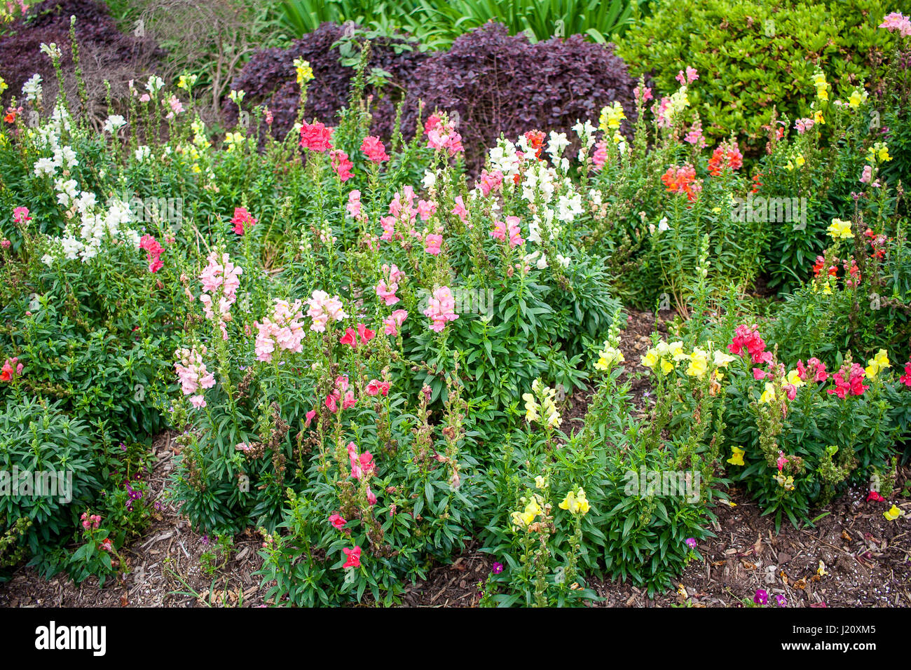 Colorful flowers in a botanical garden Stock Photo - Alamy