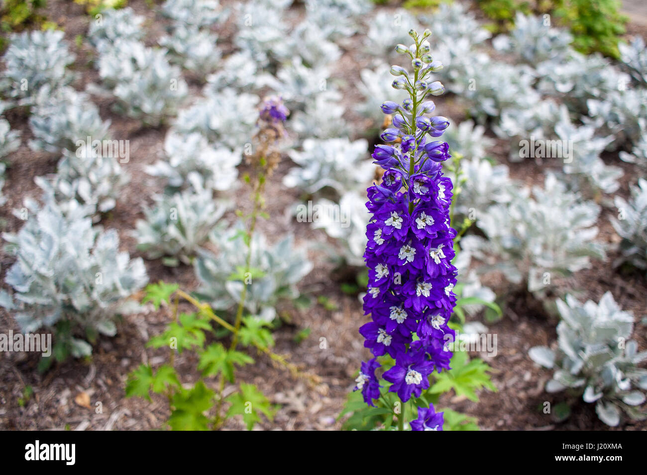 A purple flower in a botanical garden Stock Photo - Alamy