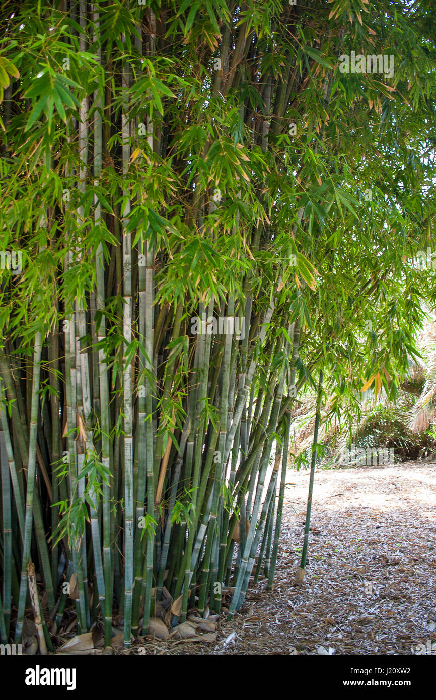 Houston arboretum hi-res stock photography and images - Alamy