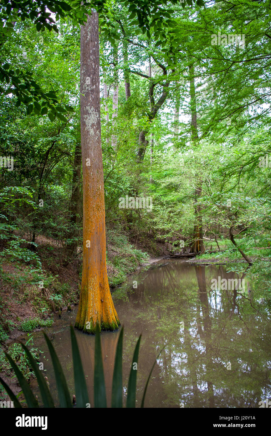 Cypress tree growing in water in Houston, Texas Stock Photo - Alamy