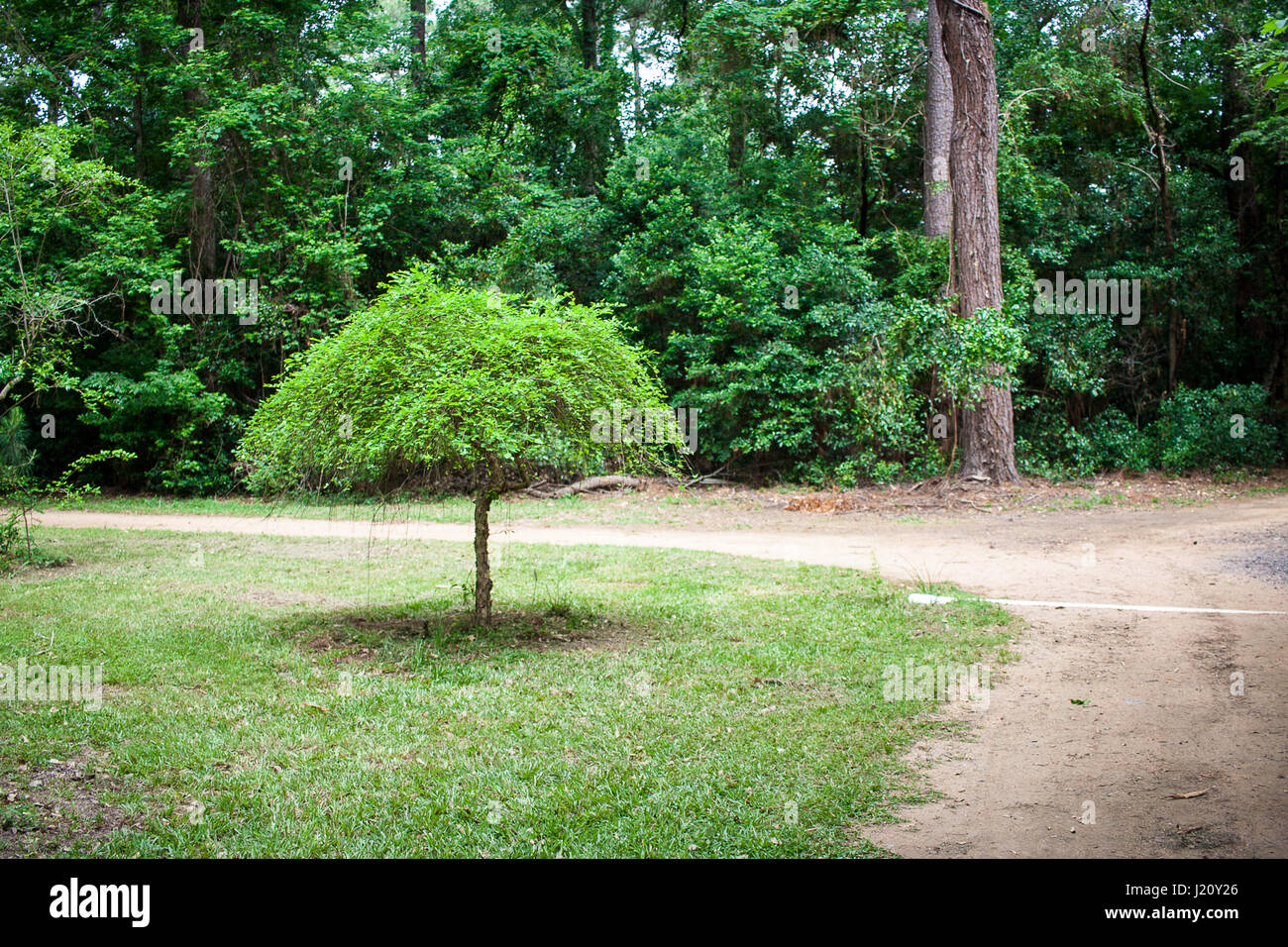 A weeping river birch in a park Stock Photo - Alamy