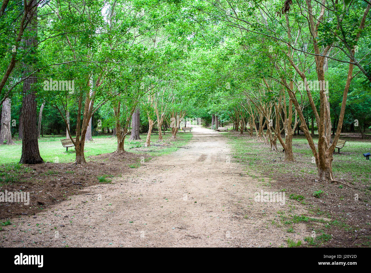 Trident maple hi-res stock photography and images - Alamy