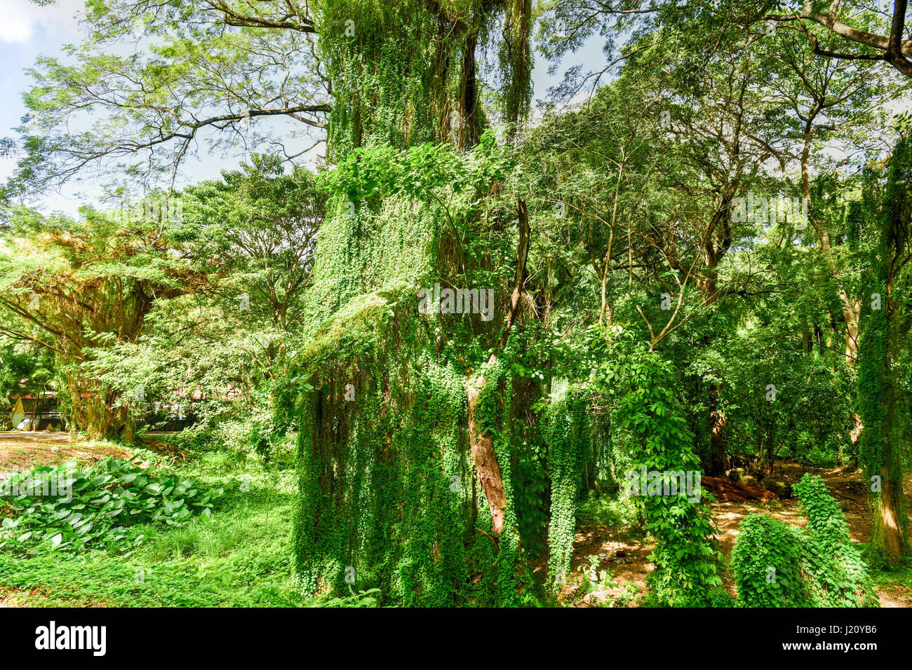 Almendares Park in the Great Metropolitan Park (Gran Parque ...