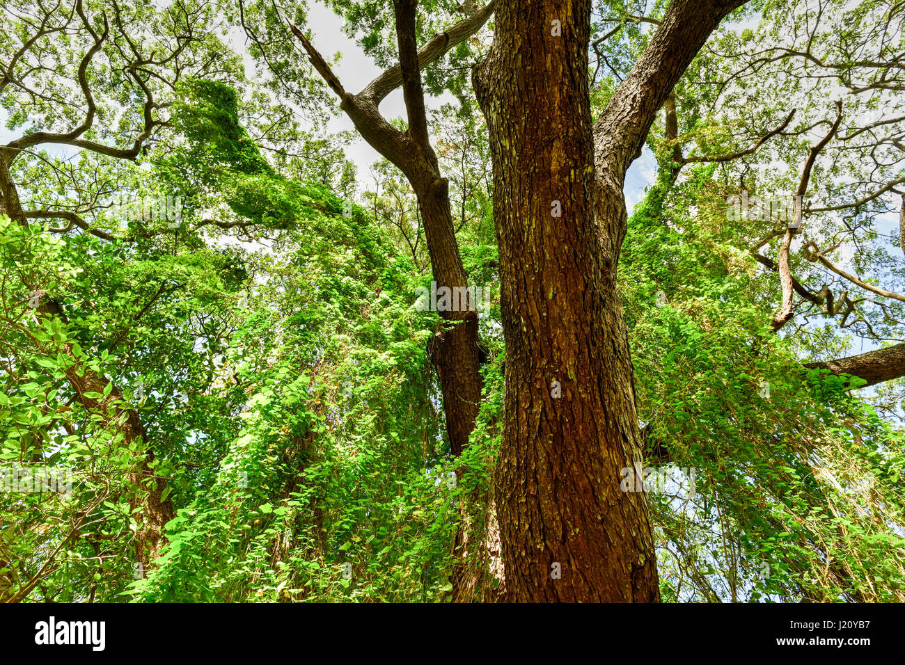 Almendares Park in the Great Metropolitan Park (Gran Parque ...