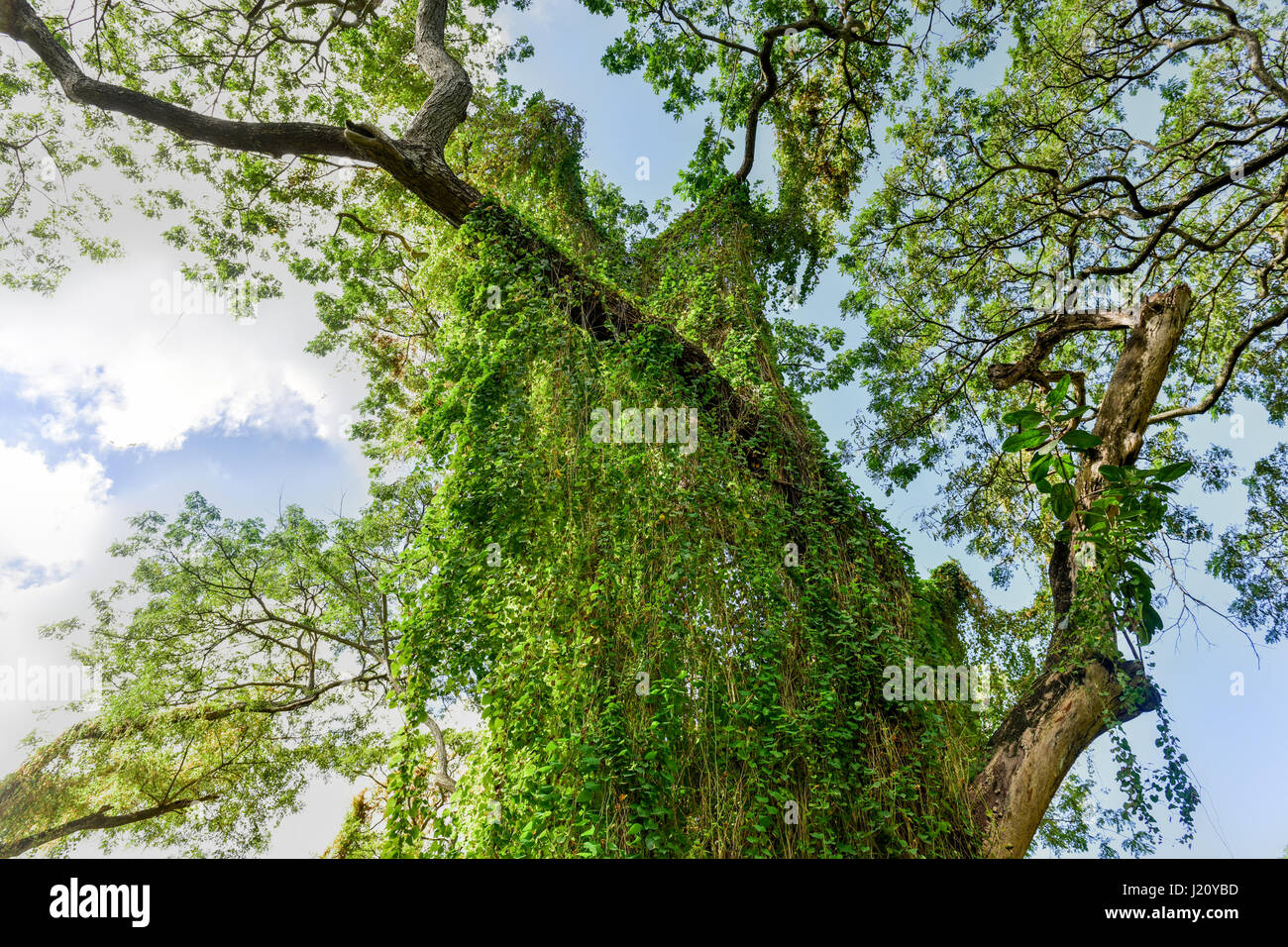 Almendares Park in the Great Metropolitan Park (Gran Parque ...