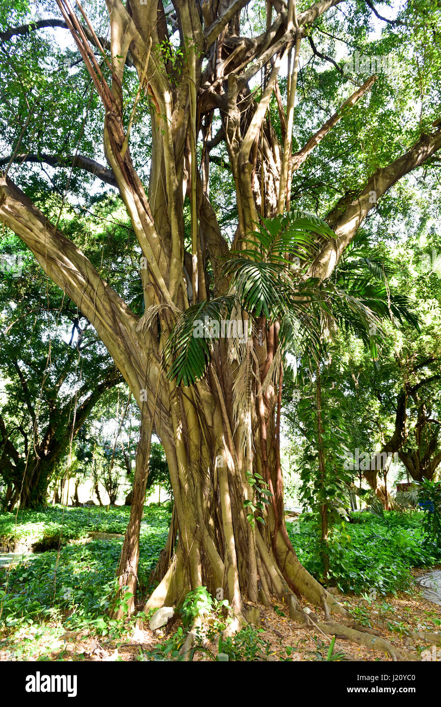 Almendares Park in the Great Metropolitan Park (Gran Parque ...