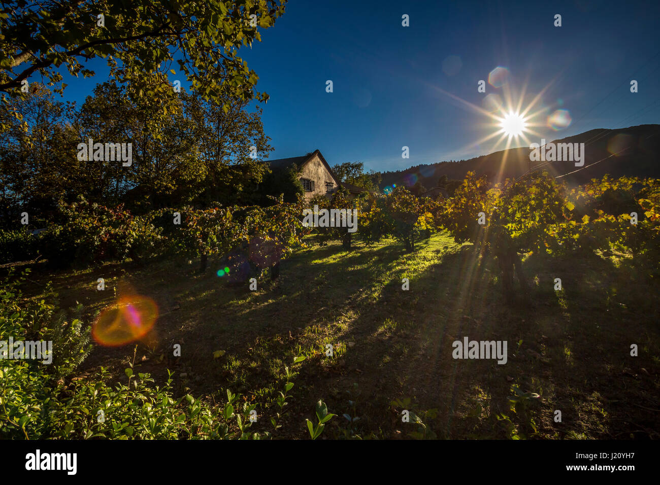 Swanson vineyard hi-res stock photography and images - Alamy