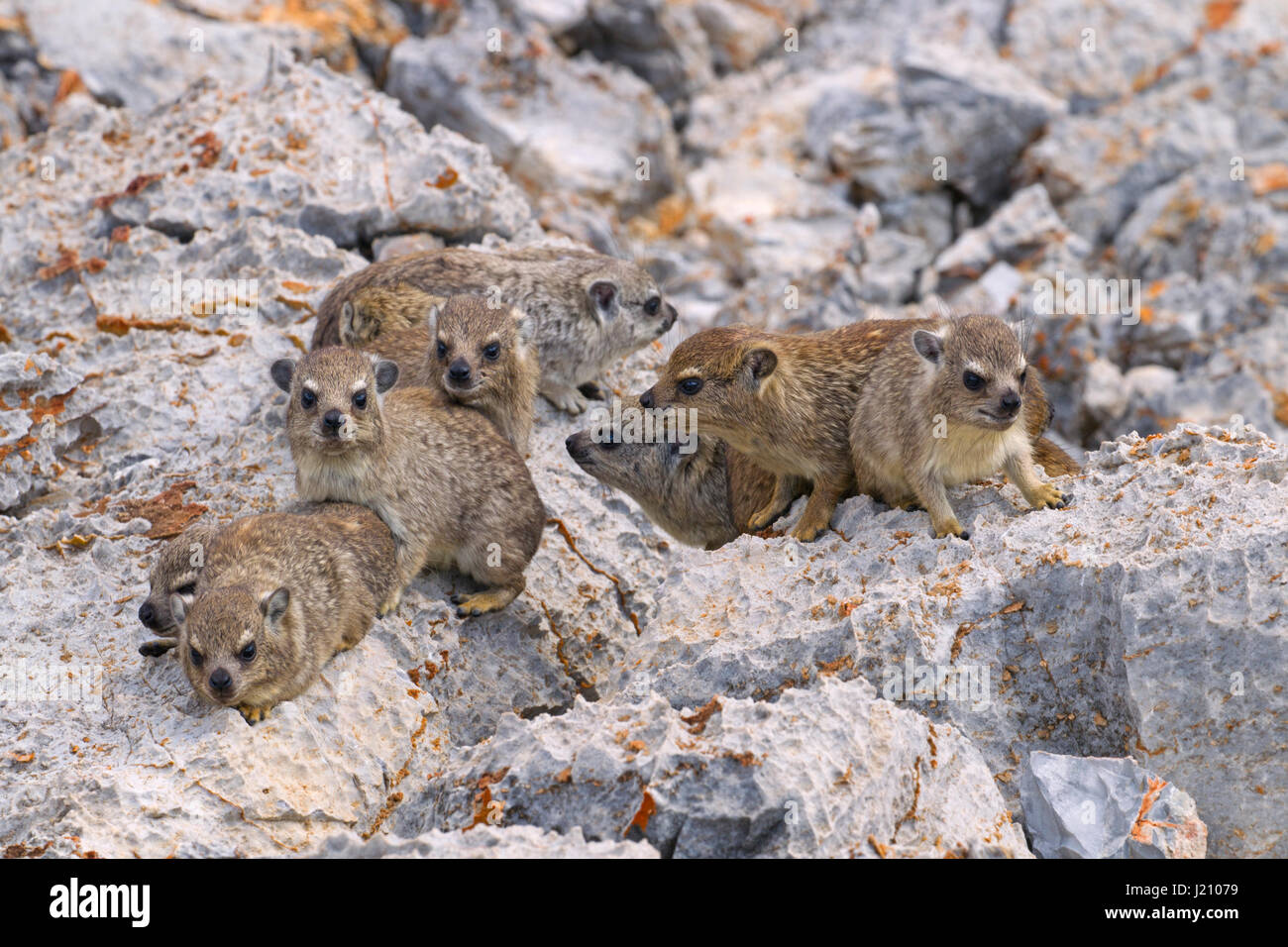 Rock badger hi-res stock photography and images - Alamy