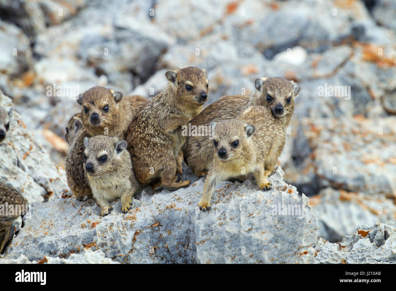 Family familys group groups hi-res stock photography and images - Alamy