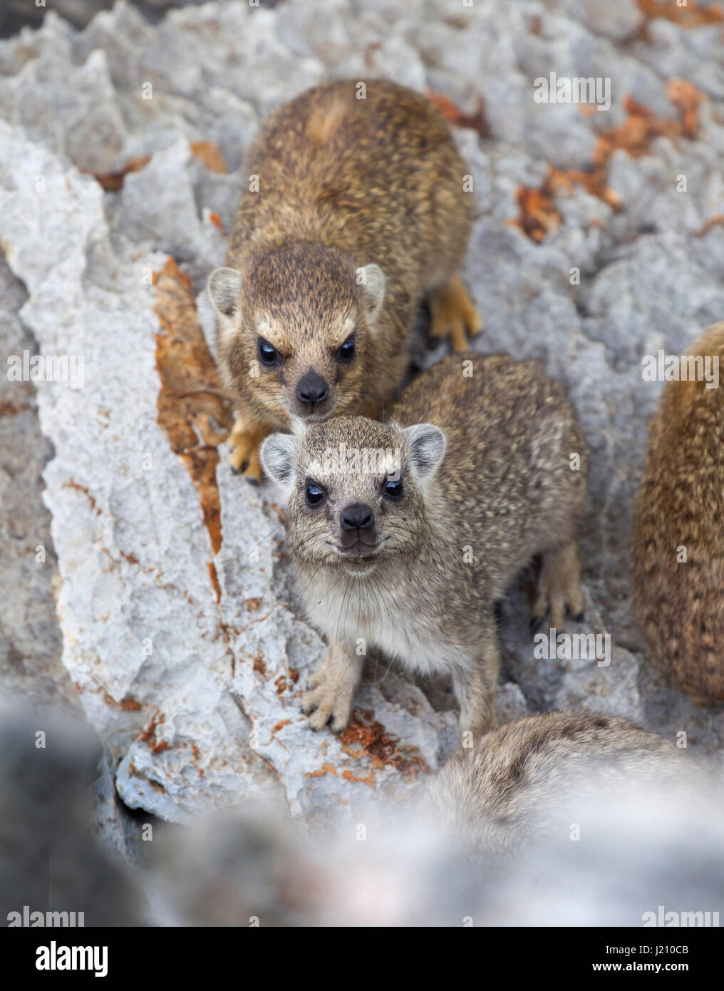 Family familys group groups hi-res stock photography and images - Alamy