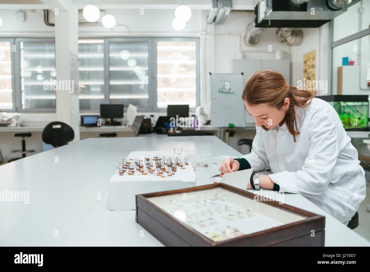 Classification biology hi-res stock photography and images - Alamy