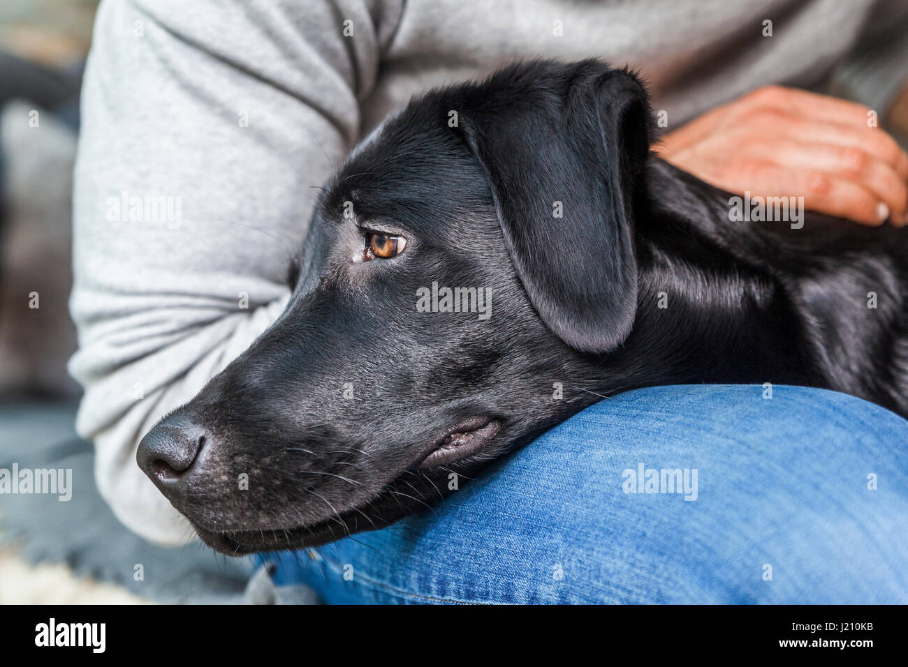 Black dog clothing hi-res stock photography and images - Alamy
