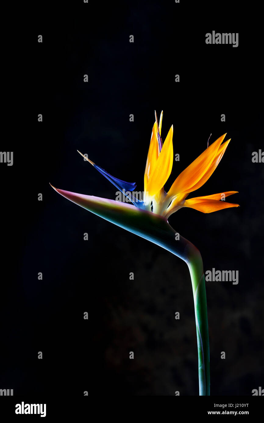 Crane flower hi-res stock photography and images - Alamy