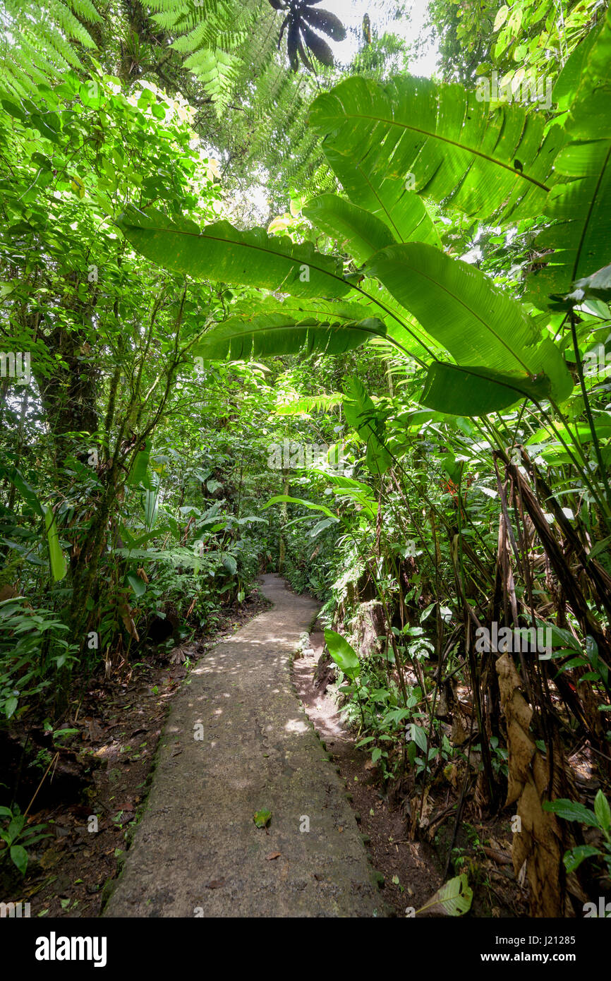 Stone path in rainforest Monteverde Costa Rica Stock Photo - Alamy