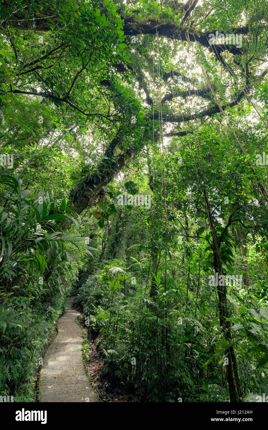 Stone path in rainforest Monteverde Costa Rica Stock Photo - Alamy
