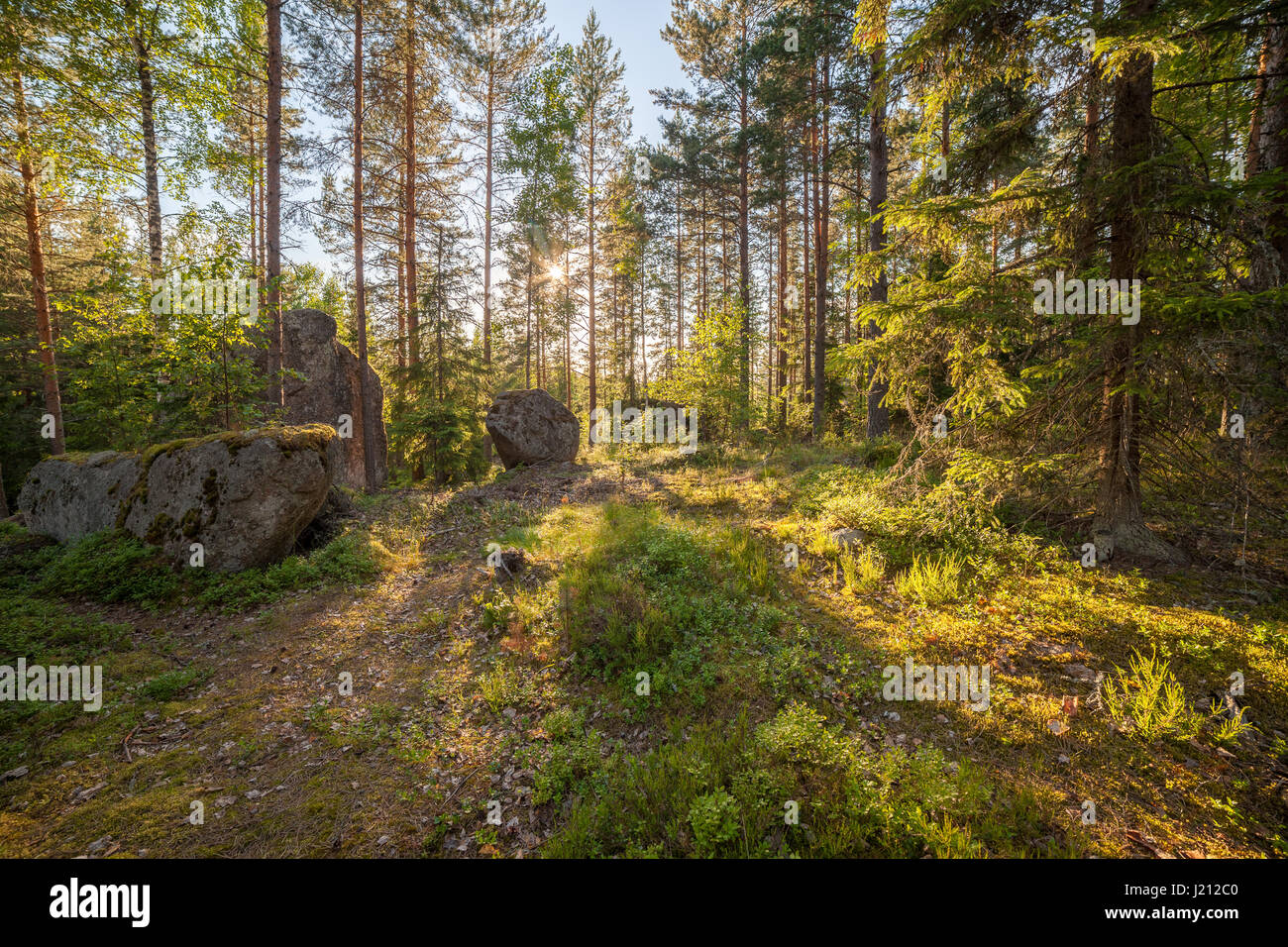 Hdr woods trees sun sky hi-res stock photography and images - Alamy