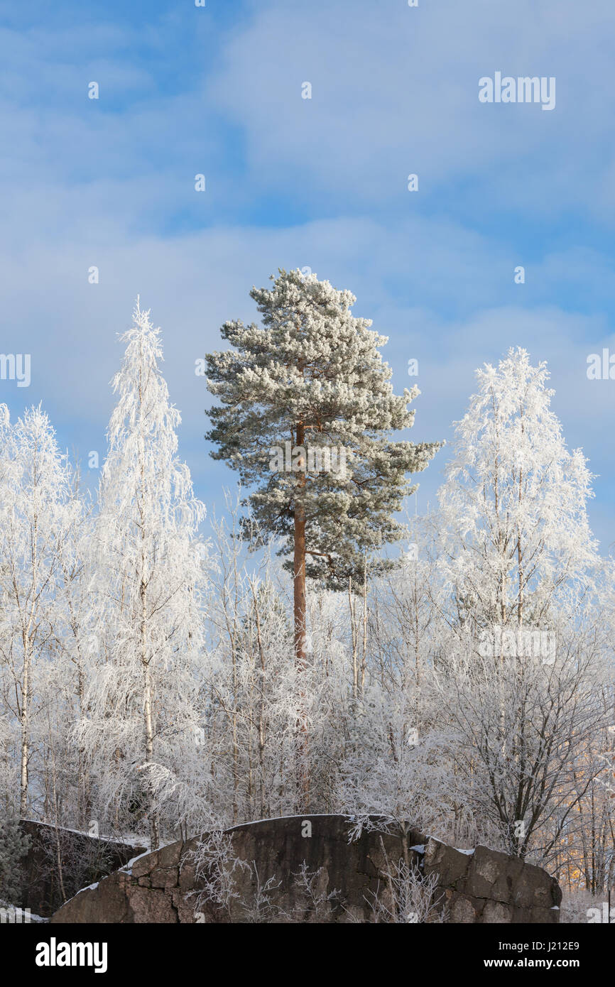 Trees covered in frost Stock Photo - Alamy
