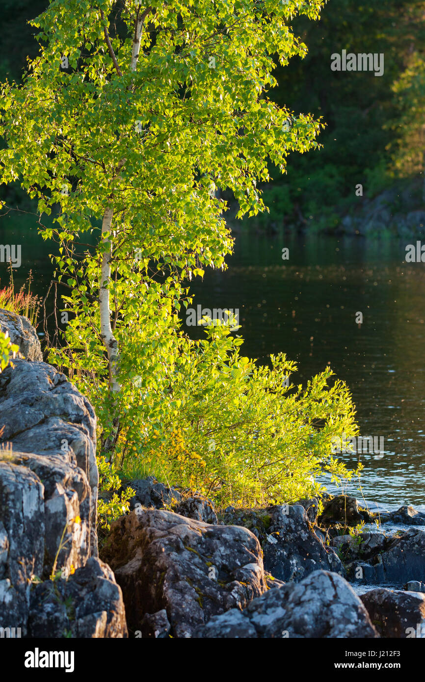 Small birch at summer Stock Photo - Alamy