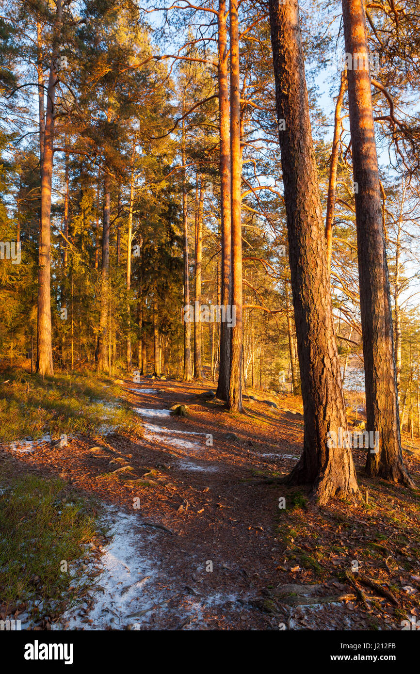 Warm sunlight in forest Stock Photo - Alamy