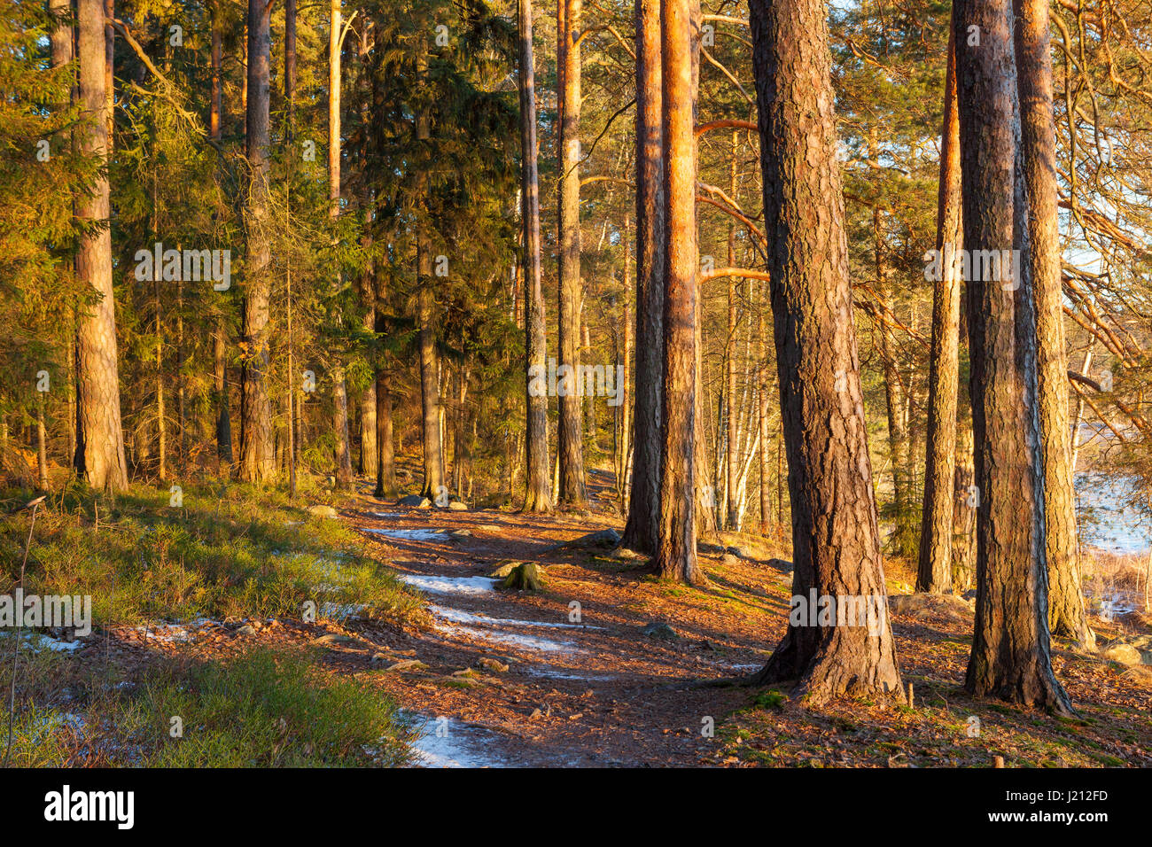 Warm sunlight in forest Stock Photo - Alamy