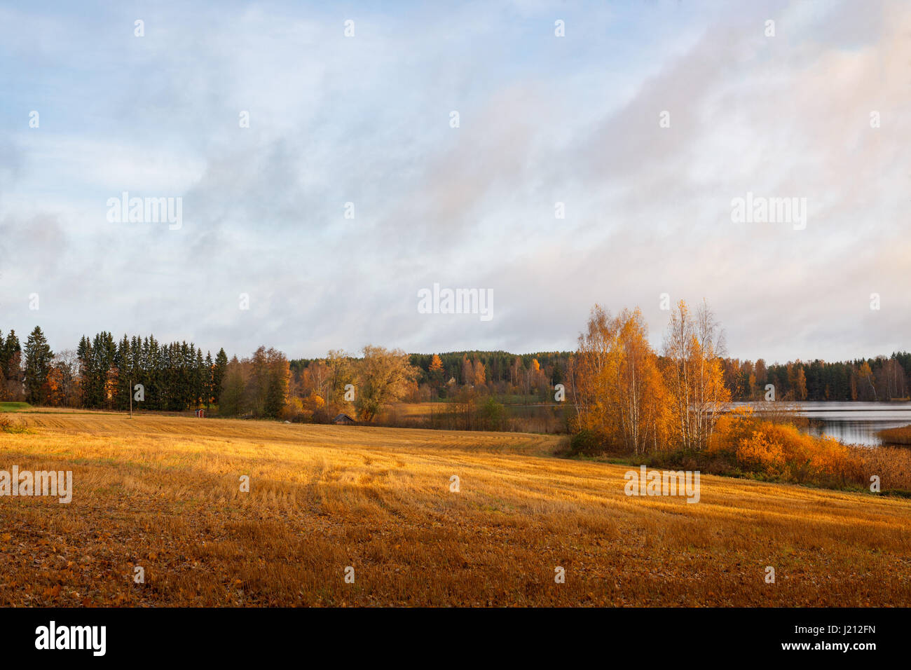 Harvested field autumn morning Stock Photo - Alamy