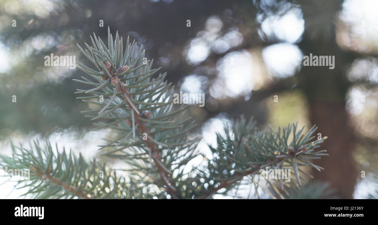 blue spruce branches in spring sunny day closeup, 4k photo Stock Photo ...
