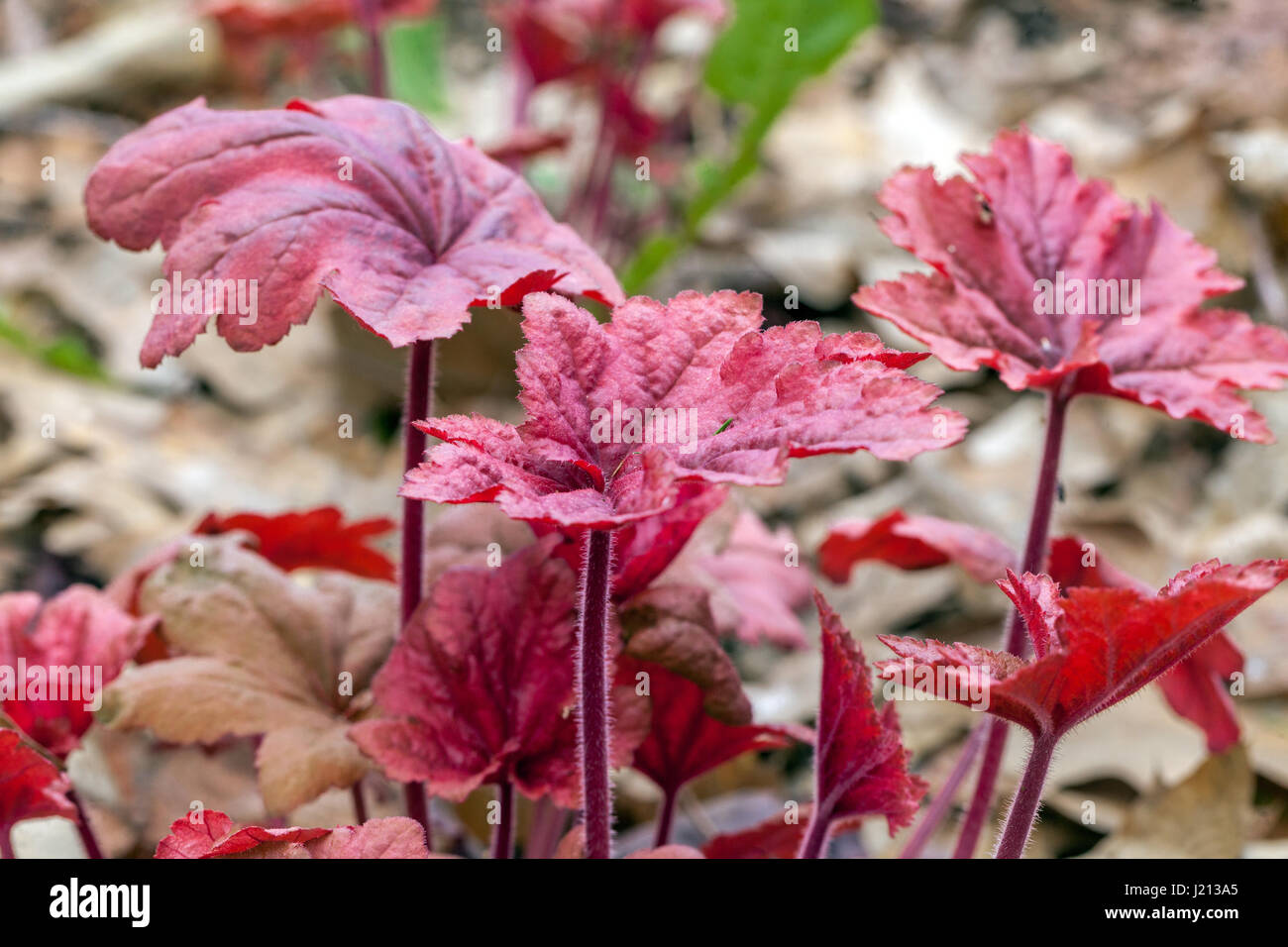 Heuchera Georgia Peach Heuchera Foliage Garden Plant Stock Photo - Alamy