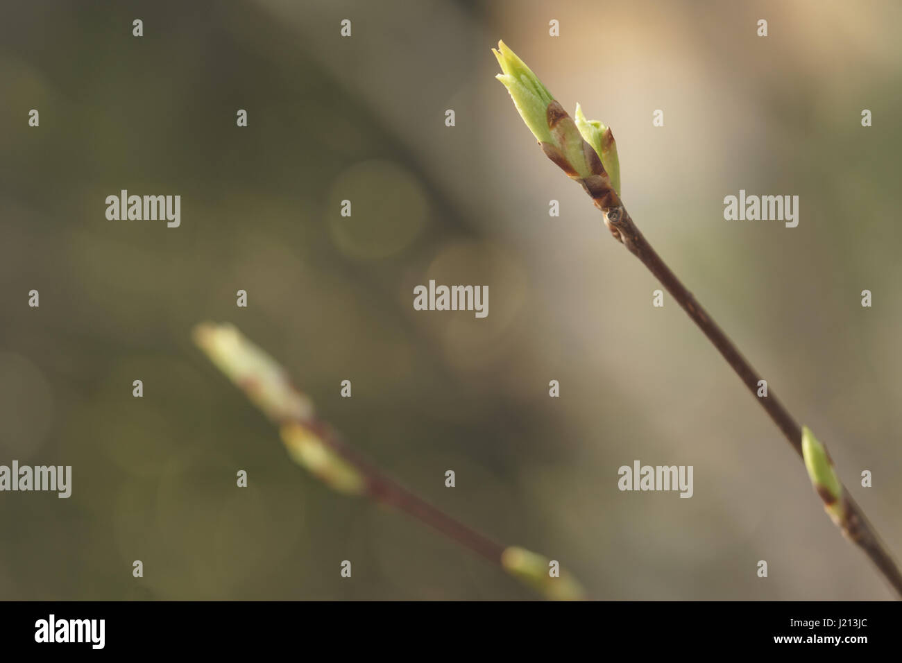 first spring buds on bush in forest, shallow focus Stock Photo - Alamy