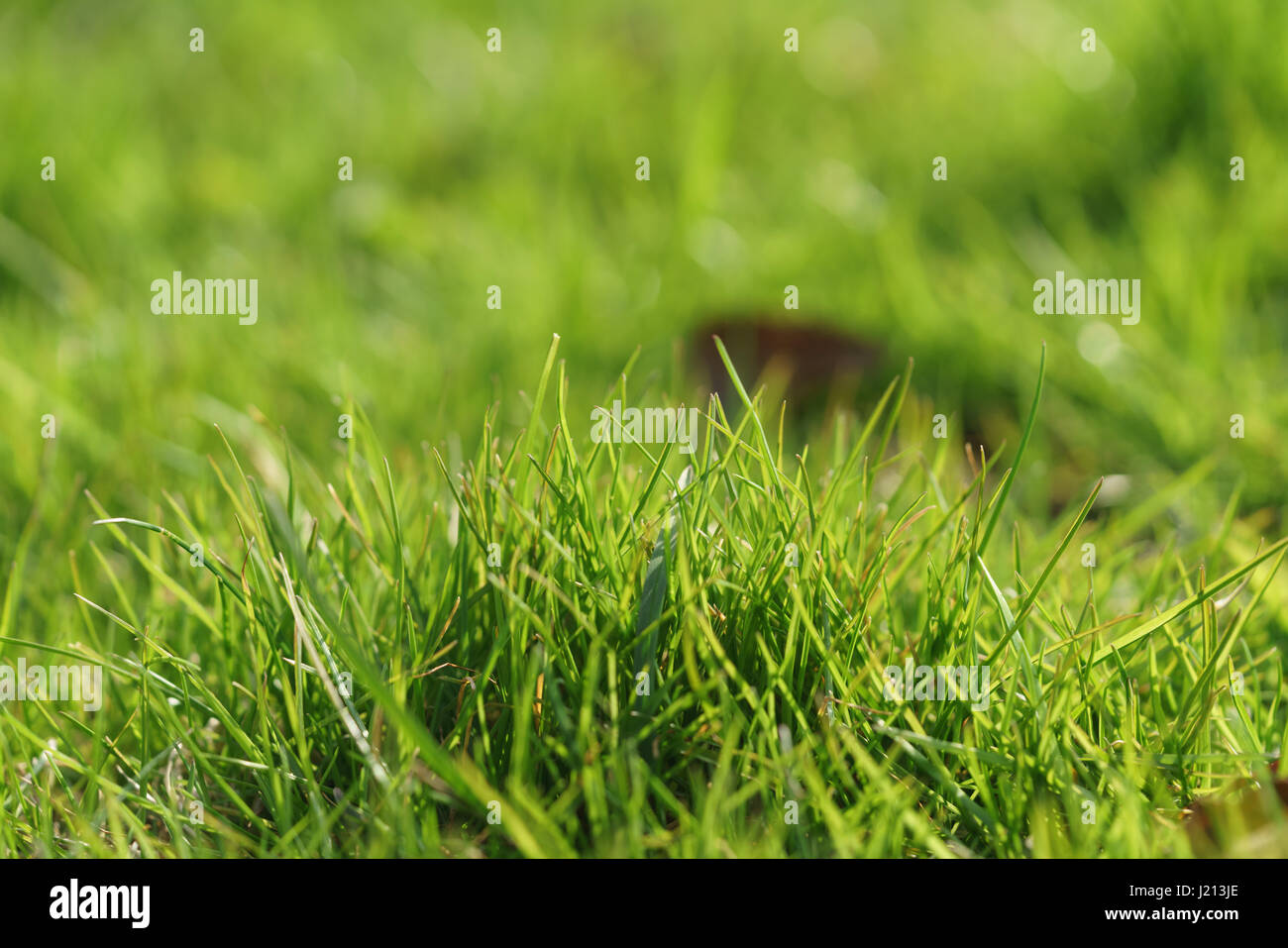 First spring days hi-res stock photography and images - Alamy