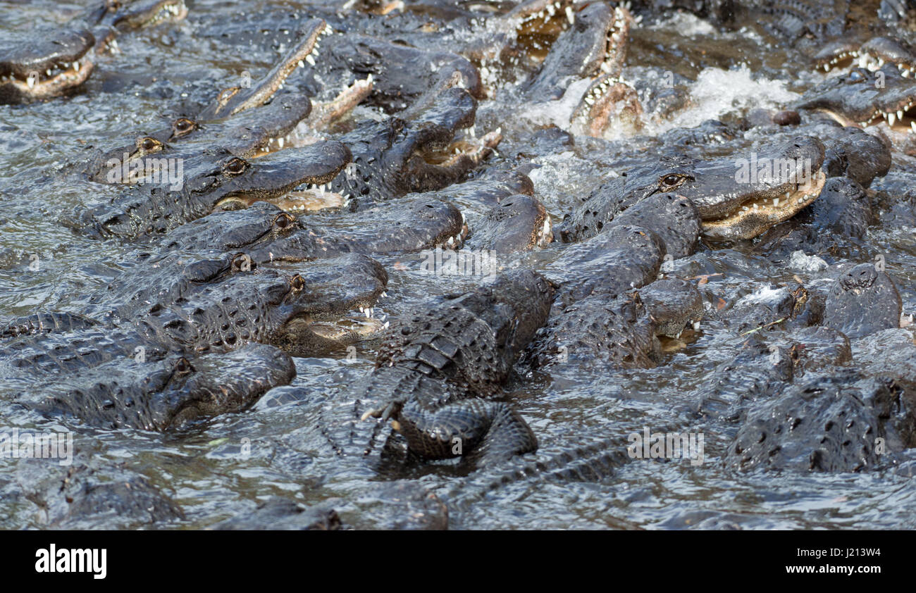 Alligator feeding frenzy Stock Photo - Alamy