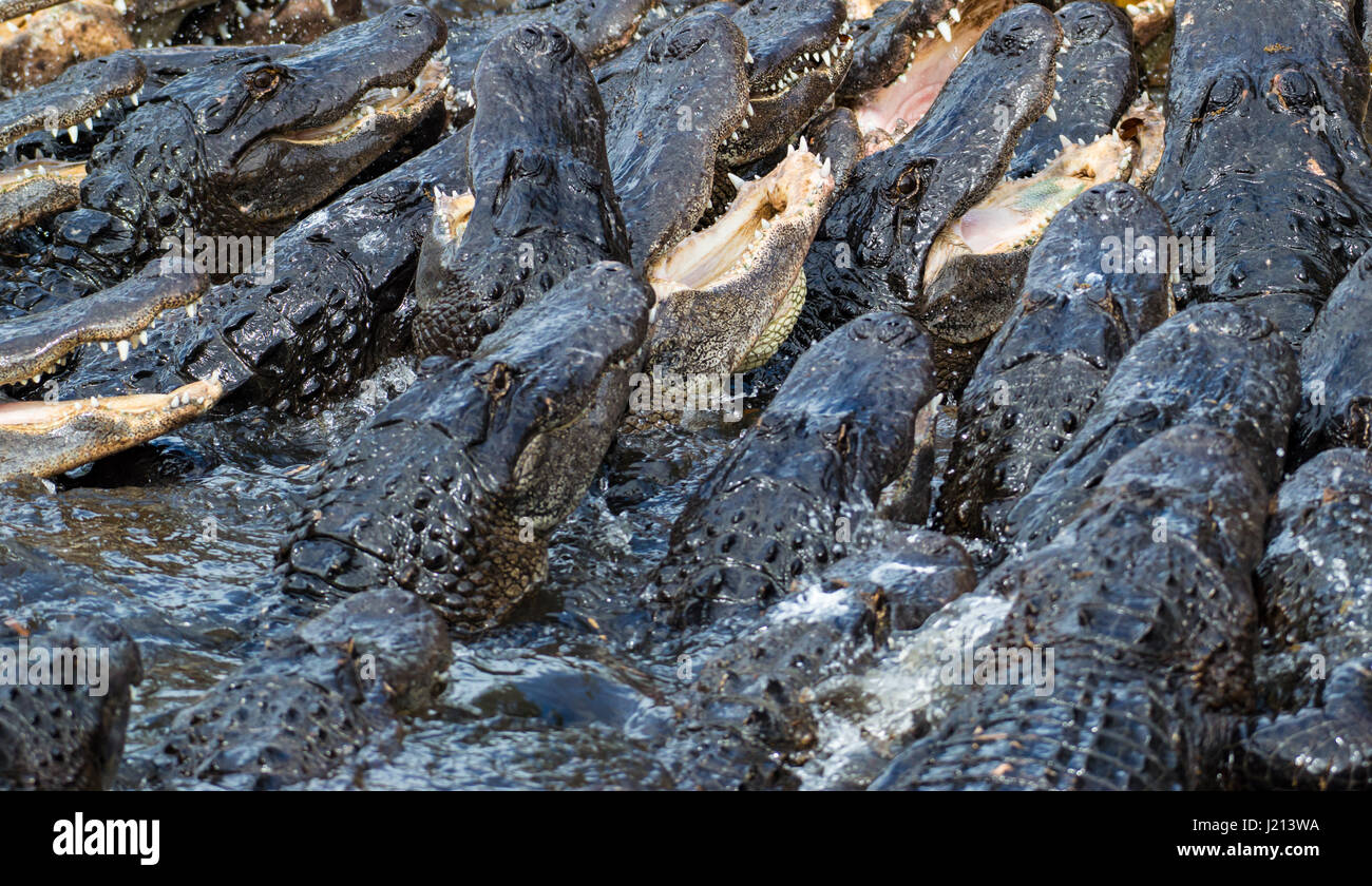 Alligator feeding frenzy Stock Photo - Alamy